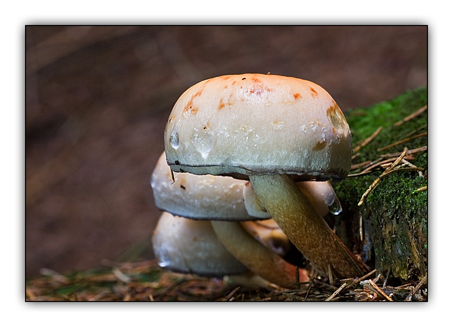 Reih und Glied Foto & Bild | pflanzen, pilze & flechten, pilze ...