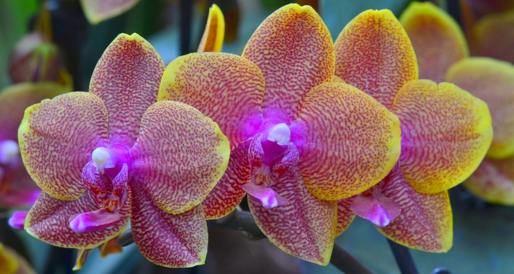 Reih und Glied Foto & Bild | jahreszeiten, frühling, park Bilder auf ...