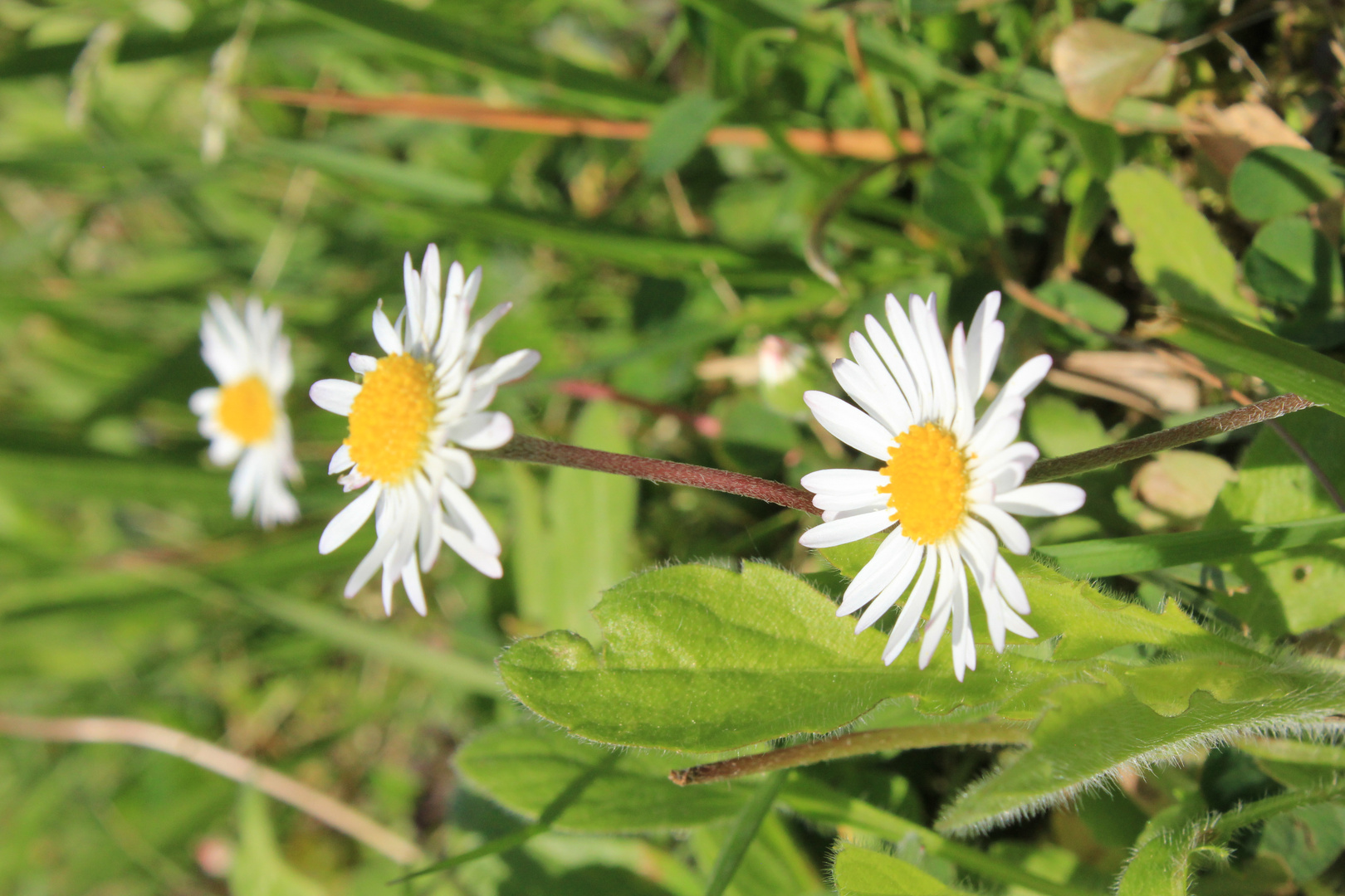 Reih und Glied Foto & Bild | pflanzen, pilze & flechten, blüten ...