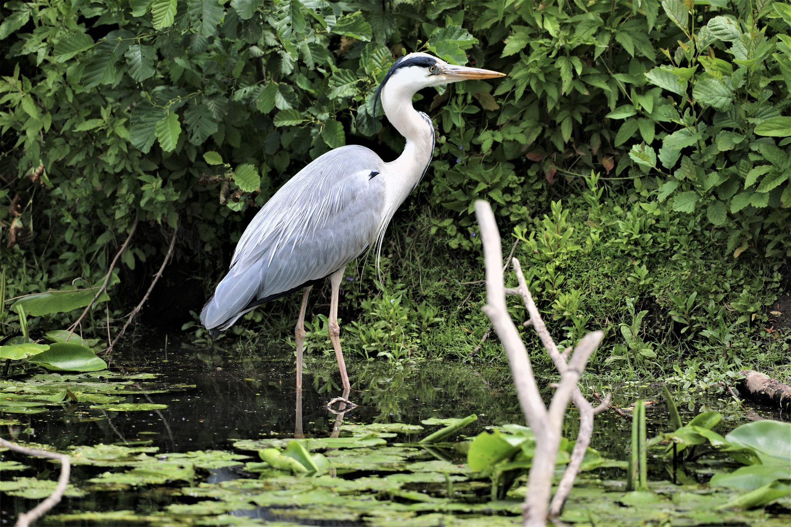 Reiher Foto & Bild | fotos, spezial, natur Bilder auf fotocommunity