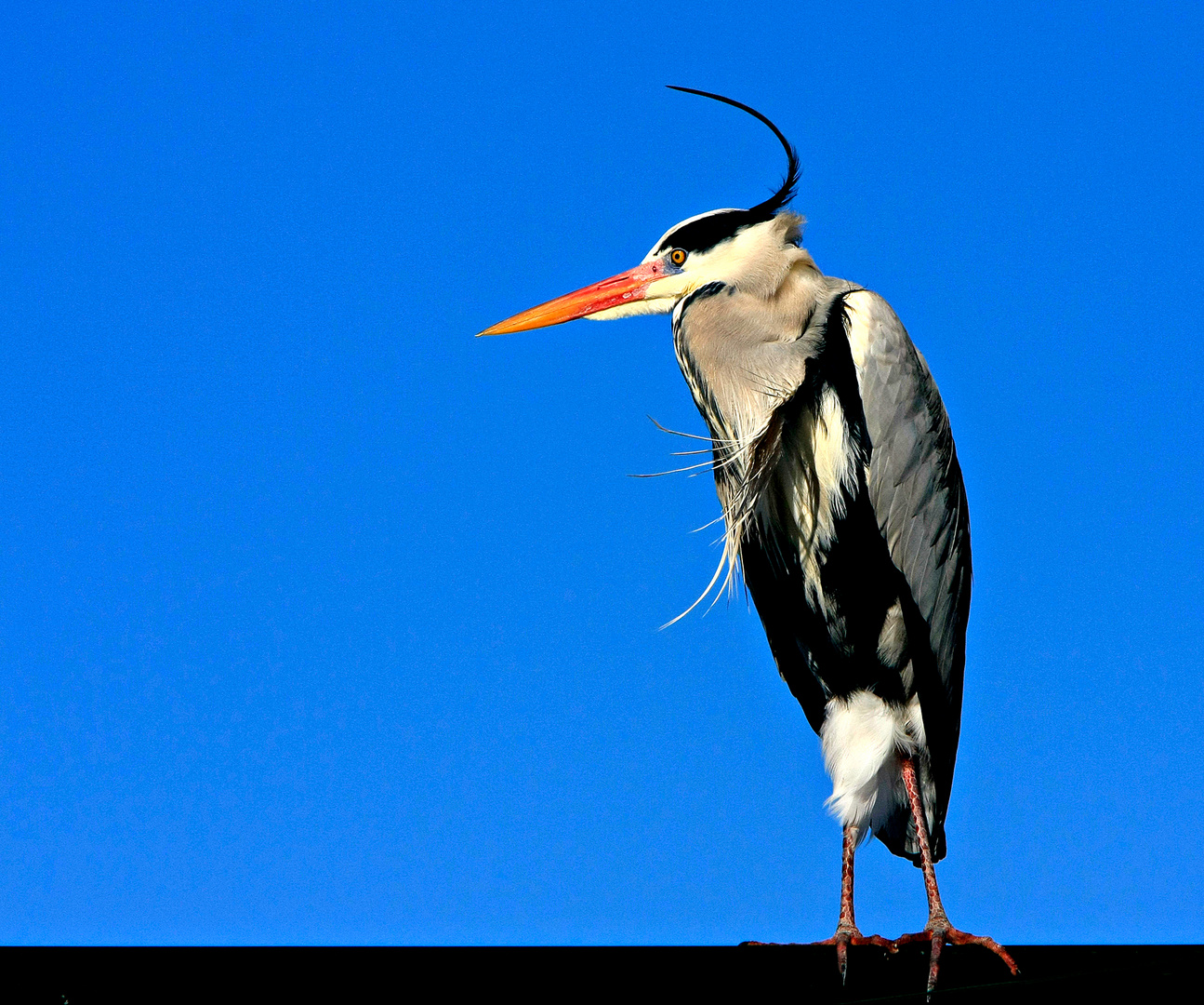 Reiher Foto & Bild | archiv, a r c h i v aktuell, natur - photokina ...