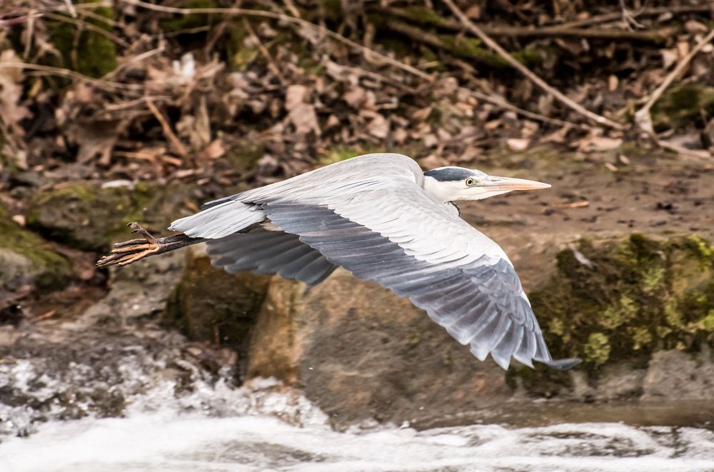 Reiher Foto & Bild | tiere, wildlife, wild lebende vögel Bilder auf ...
