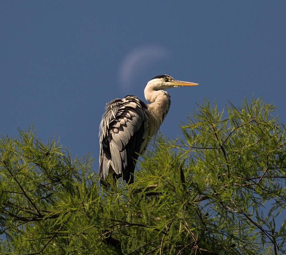 Reiher Foto & Bild | tiere, wildlife, wild lebende vögel Bilder auf ...