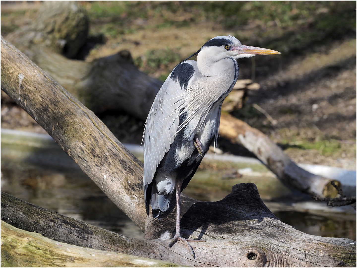 Reiher Foto & Bild | tiere, zoo, wildpark & falknerei, wasser Bilder ...