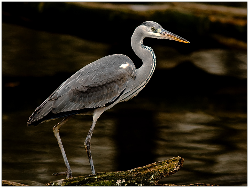 Reiher Foto & Bild | tiere, zoo, wildpark & falknerei, vögel Bilder auf ...