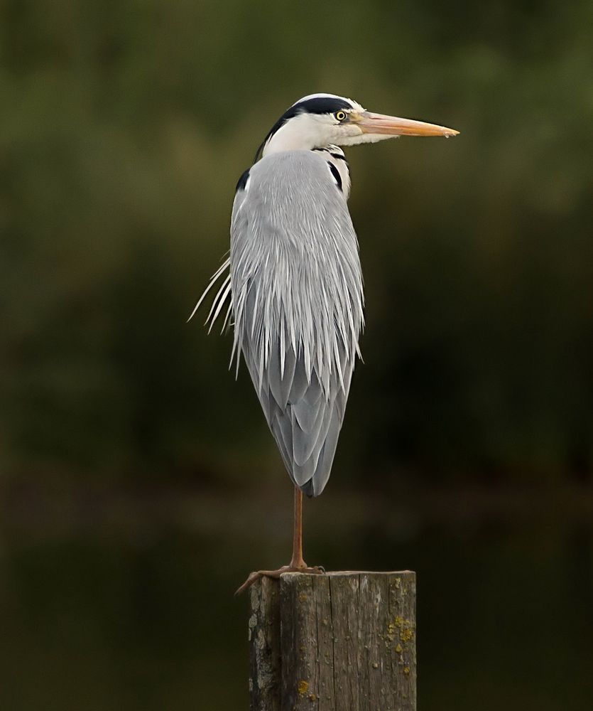 Reiher 2 Foto & Bild | natur, vögel, wildlife Bilder auf fotocommunity