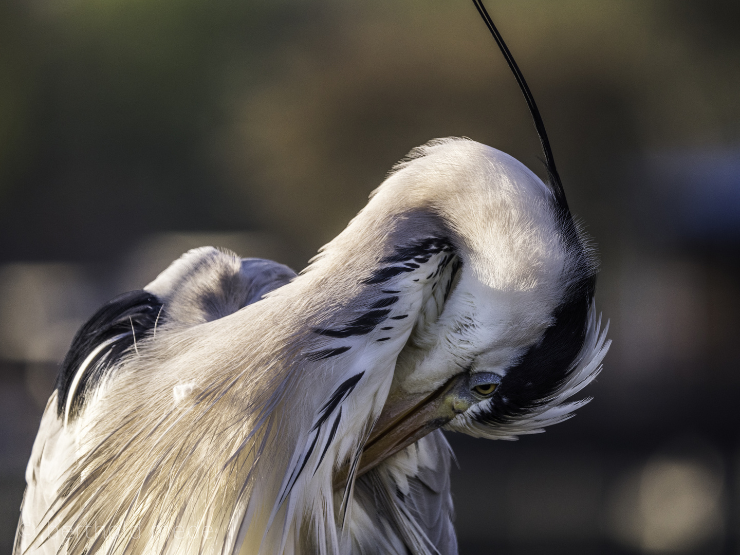 Reiher Foto & Bild | tiere, wildlife, wild lebende vögel Bilder auf ...