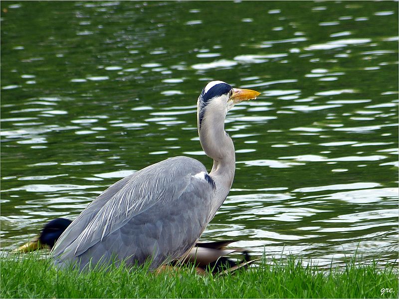 Reiher Foto & Bild | tiere, zoo, wildpark & falknerei, vögel Bilder auf ...
