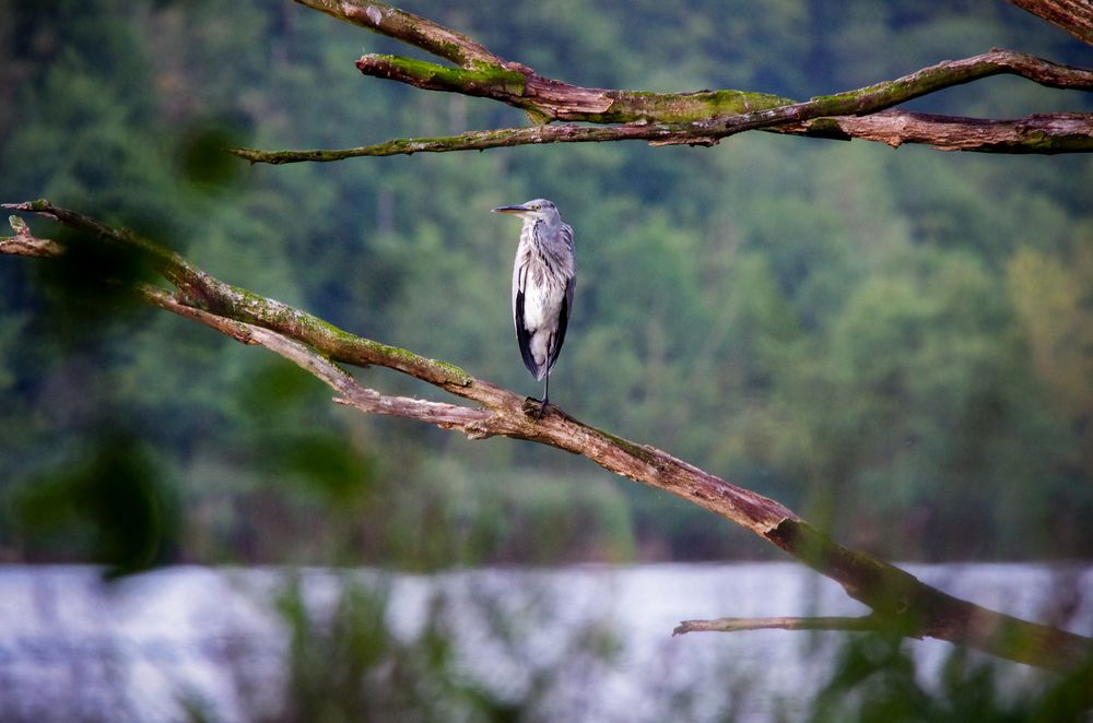 Reiher Foto & Bild | tiere, wildlife, wild lebende vögel Bilder auf ...