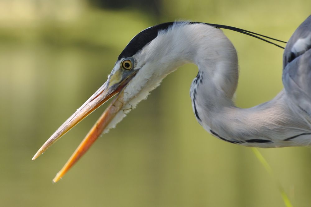 Reiher Foto & Bild | tiere, tierdetails, vogel Bilder auf fotocommunity
