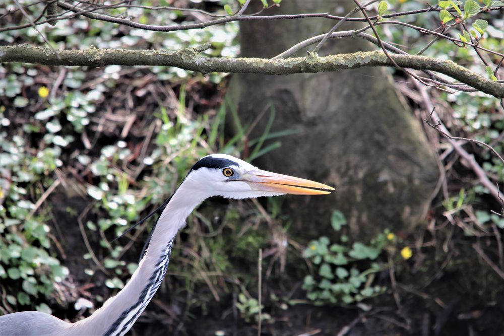 Reiher.. Foto & Bild | fotos, spezial, natur Bilder auf fotocommunity