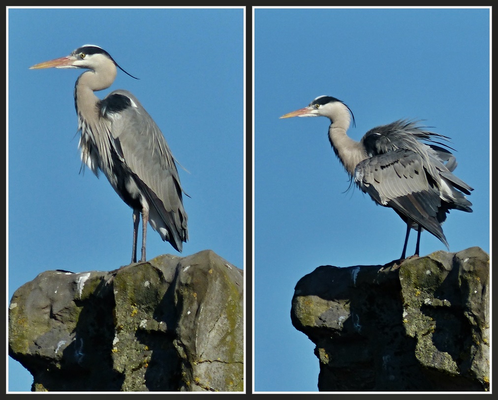 Reiher Foto & Bild | tiere, wildlife, wild lebende vögel Bilder auf ...
