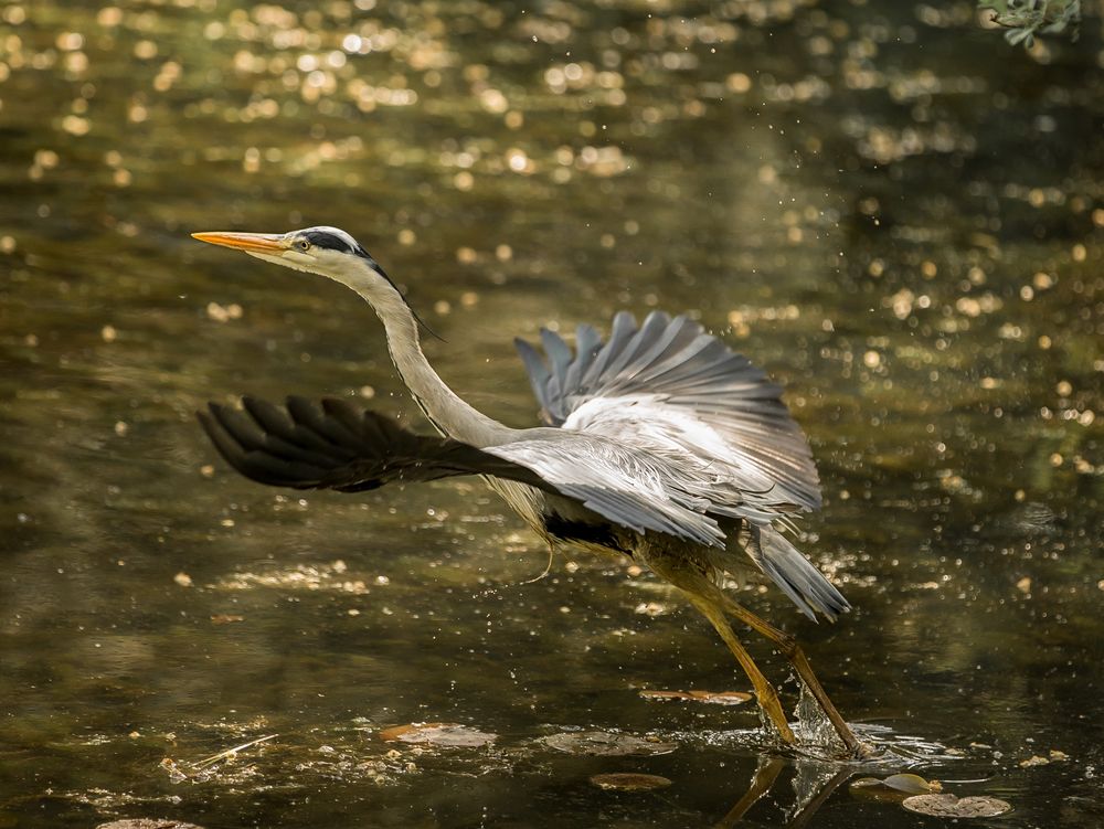 Reiher Foto & Bild | tiere, wildlife, wild lebende vögel Bilder auf ...