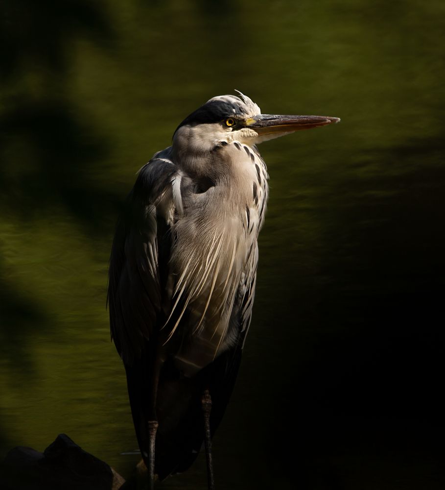 Reiher Foto & Bild | tiere, wildlife, wild lebende vögel Bilder auf ...