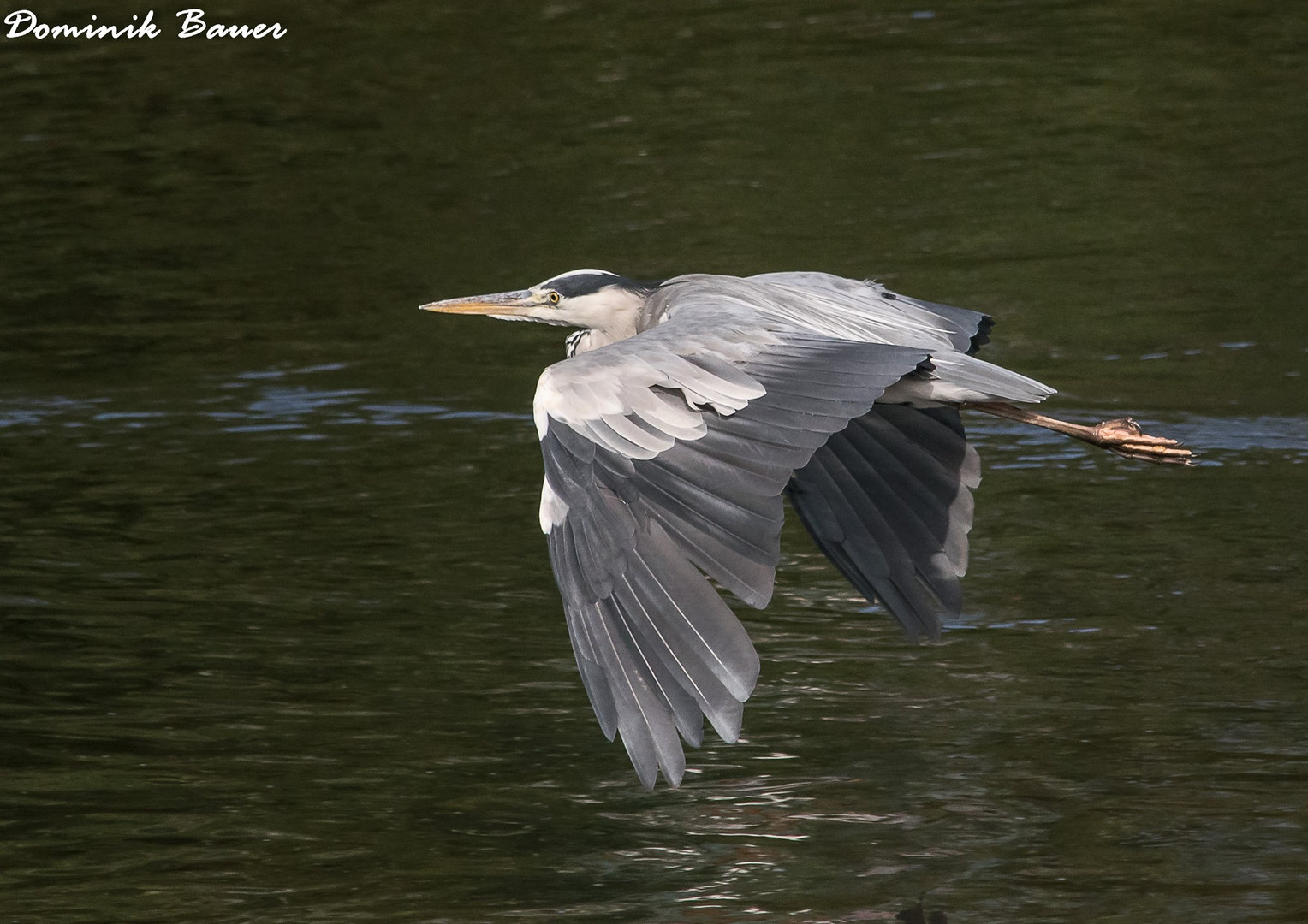 Reiher Foto & Bild | tiere, wildlife, wild lebende vögel Bilder auf ...