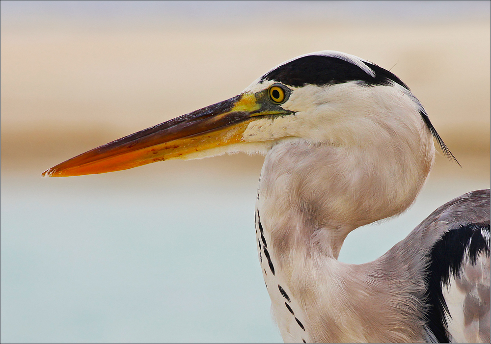 Reiher Foto And Bild Tiere Wildlife Wild Lebende Vögel Bilder Auf Fotocommunity
