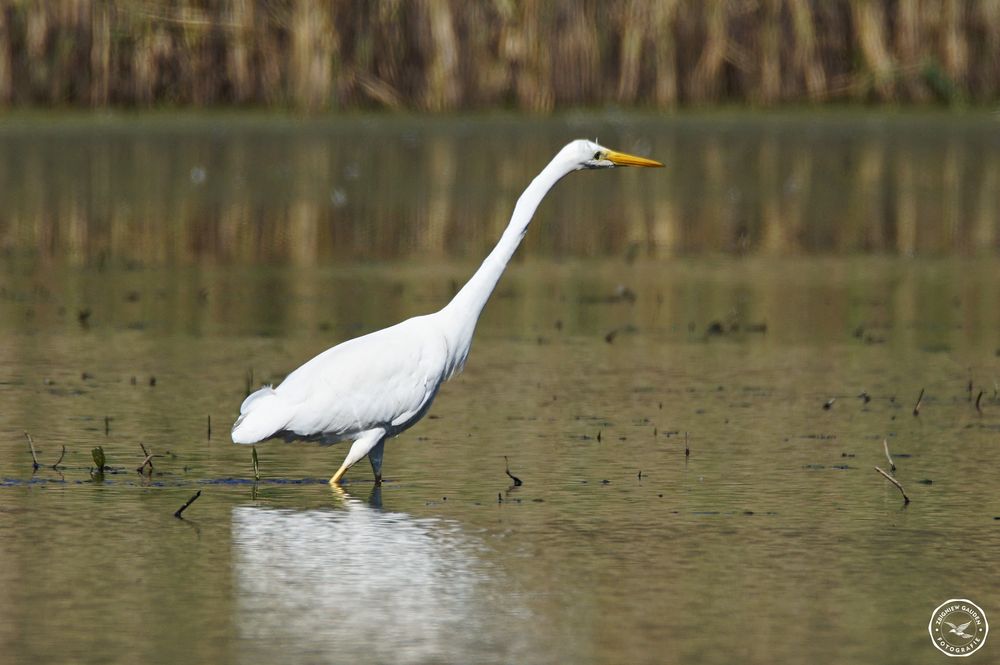 Reiher Foto & Bild | tiere, natur Bilder auf fotocommunity