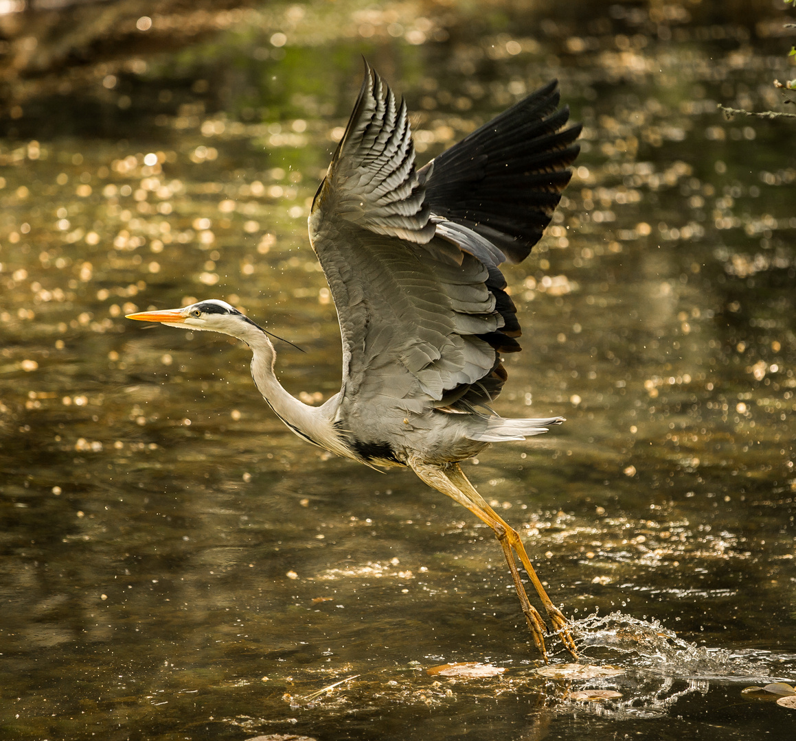 Reiher Foto & Bild | tiere, wildlife, wild lebende vögel Bilder auf ...