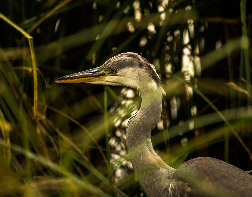 Reiher Foto & Bild | tiere, wildlife, wild lebende vögel Bilder auf ...