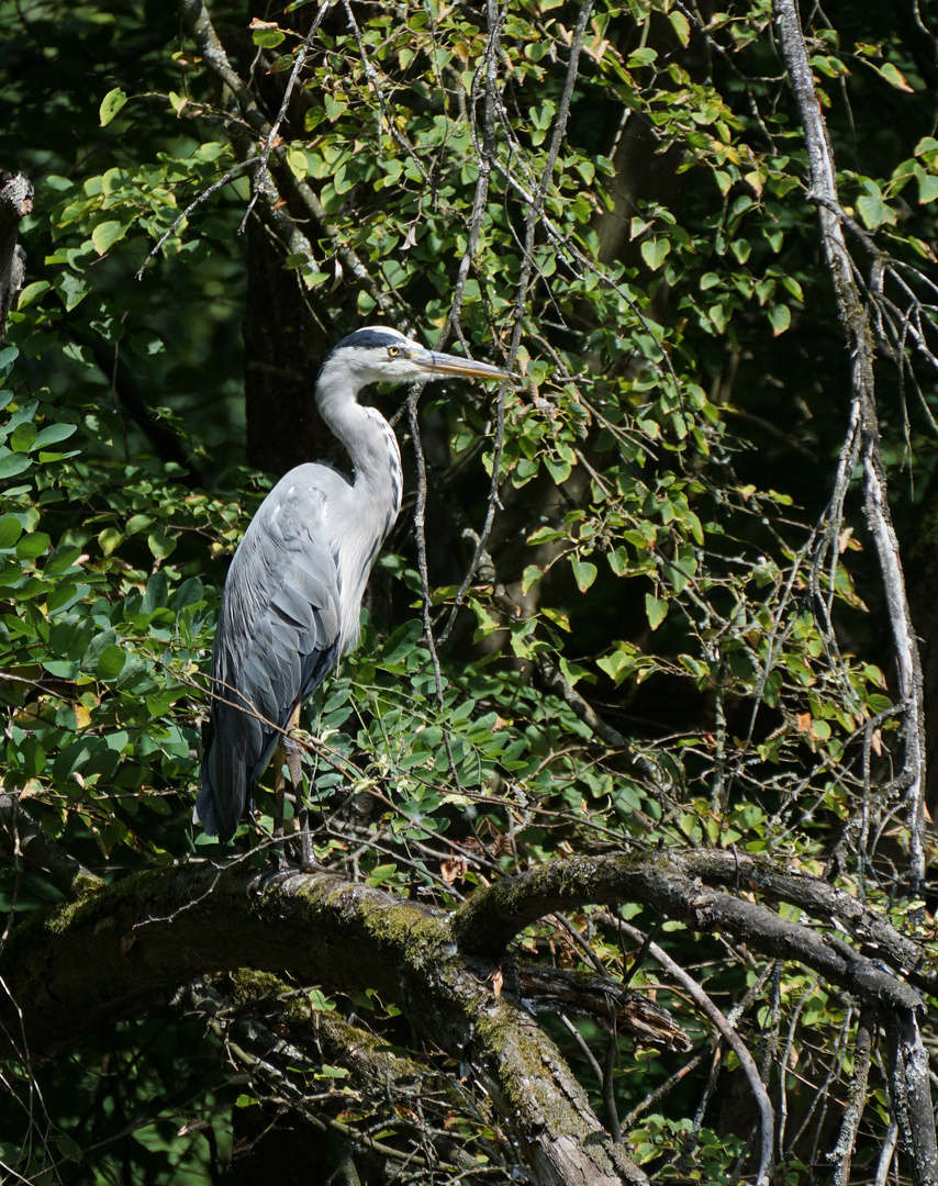 Reiher ... Foto & Bild | tiere, wildlife, wild lebende vögel Bilder auf ...