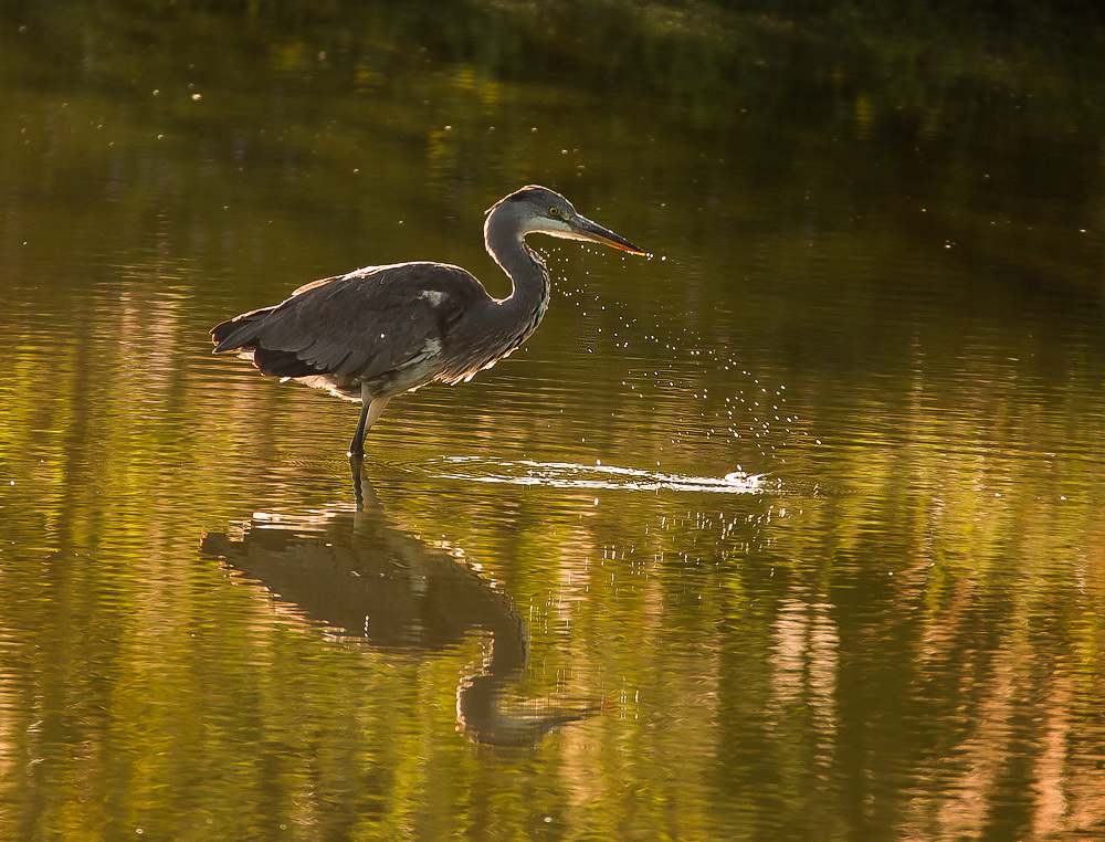 Reiher Foto & Bild | tiere, wildlife, wild lebende vögel Bilder auf ...
