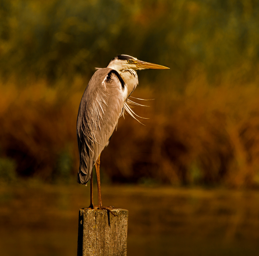 Reiher Foto & Bild | tiere, wildlife, wild lebende vögel Bilder auf ...