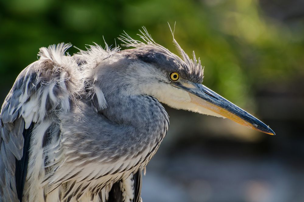 Reiher Foto & Bild | tiere, wildlife, wild lebende vögel Bilder auf ...