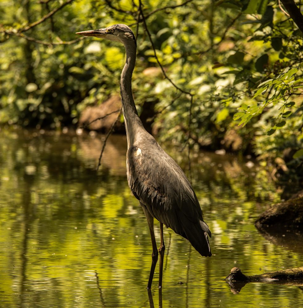 Reiher Foto & Bild | tiere, wildlife, wild lebende vögel Bilder auf ...