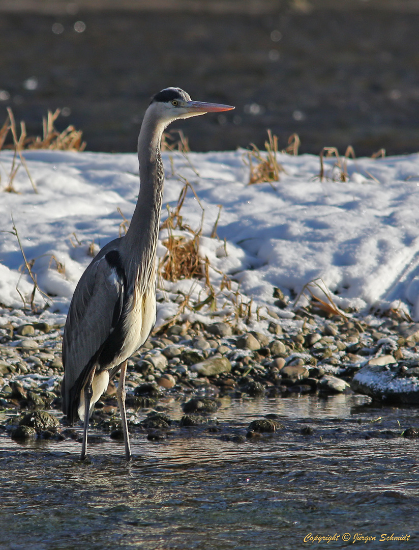 Reiher Foto & Bild | natur, tiere, vögel Bilder auf fotocommunity