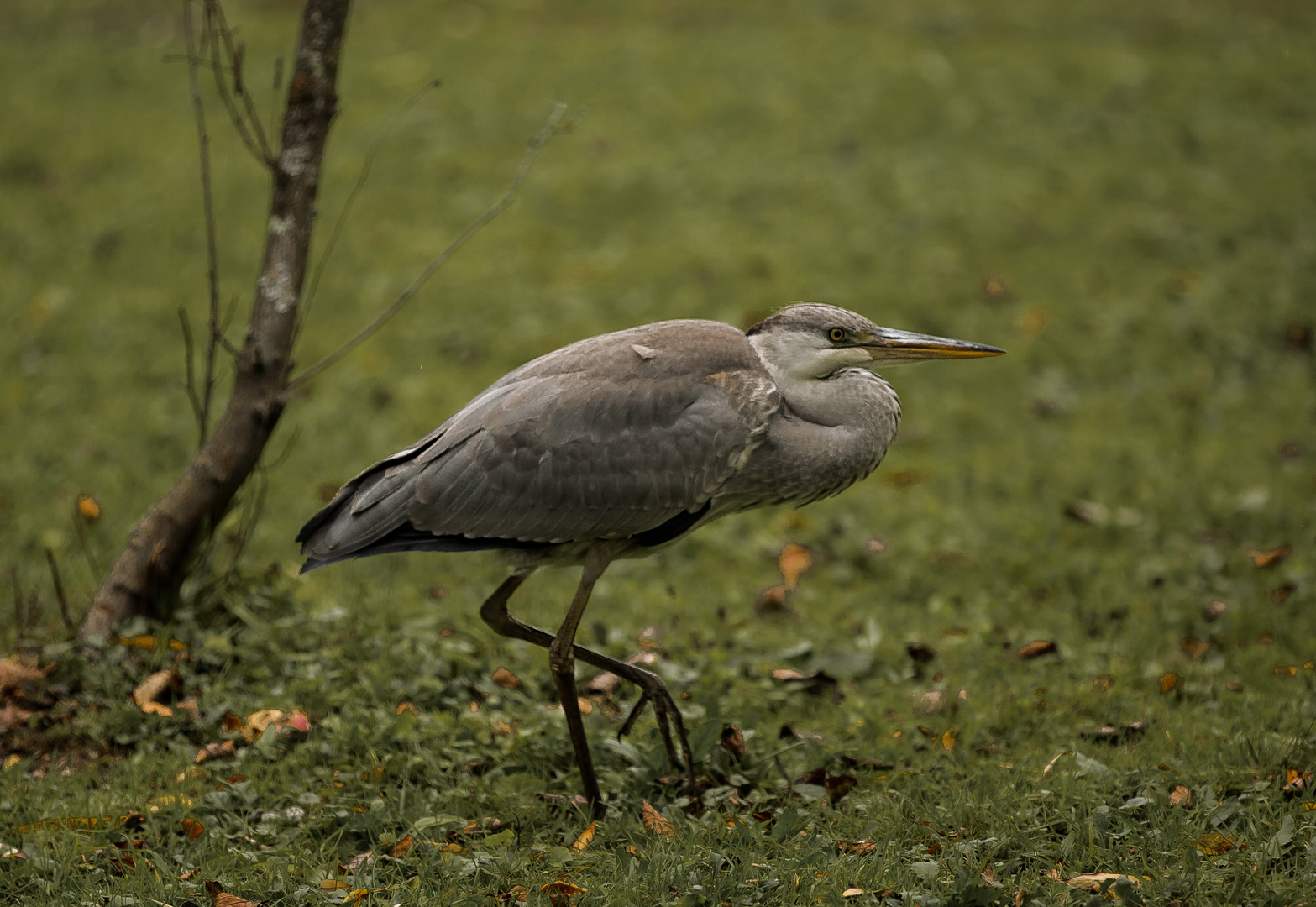 Reiher Foto & Bild | tiere, wildlife, wild lebende vögel Bilder auf ...