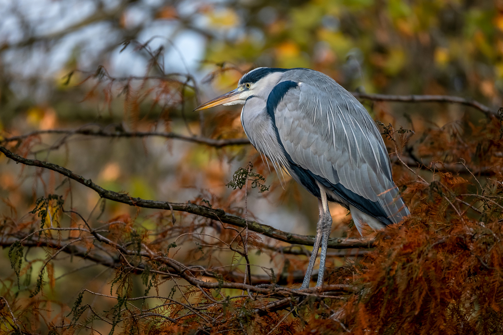 Reiher Foto & Bild | natur, tiere, reiher Bilder auf fotocommunity