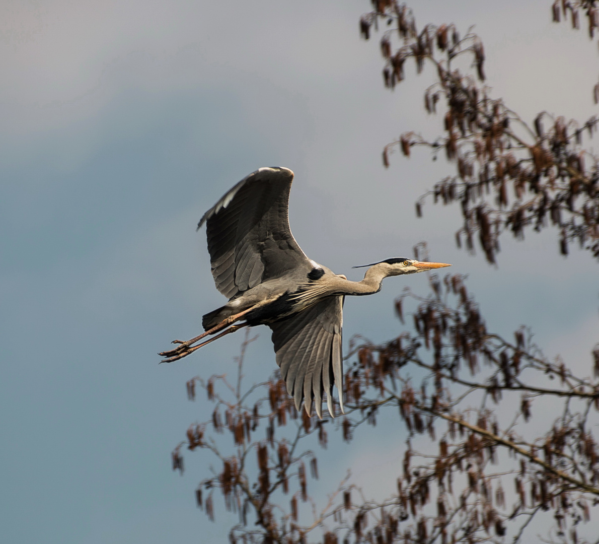 Reiher Foto & Bild | tiere, wildlife, wild lebende vögel Bilder auf ...