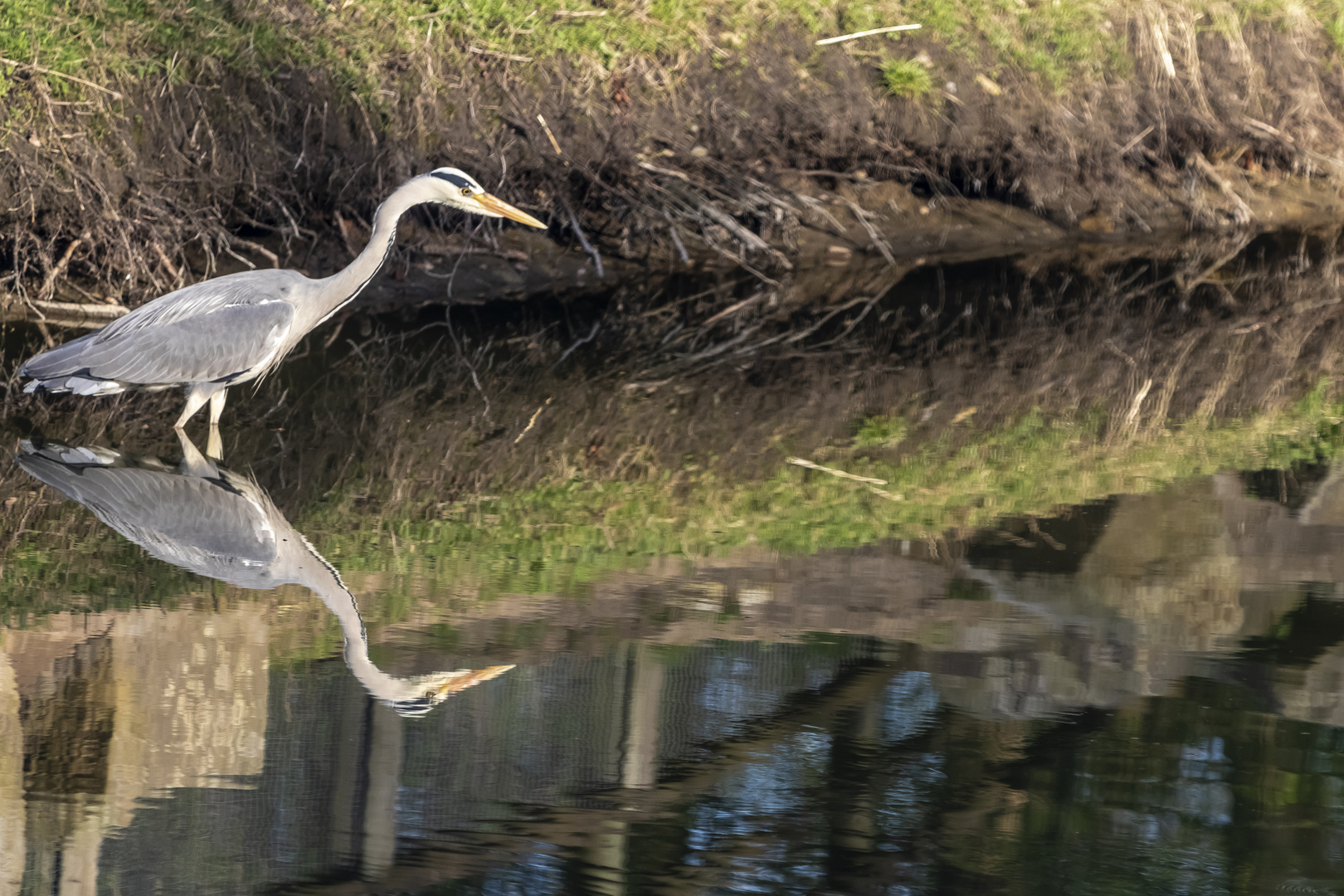 Reiher Foto & Bild | tiere, wildlife, wild lebende vögel Bilder auf ...