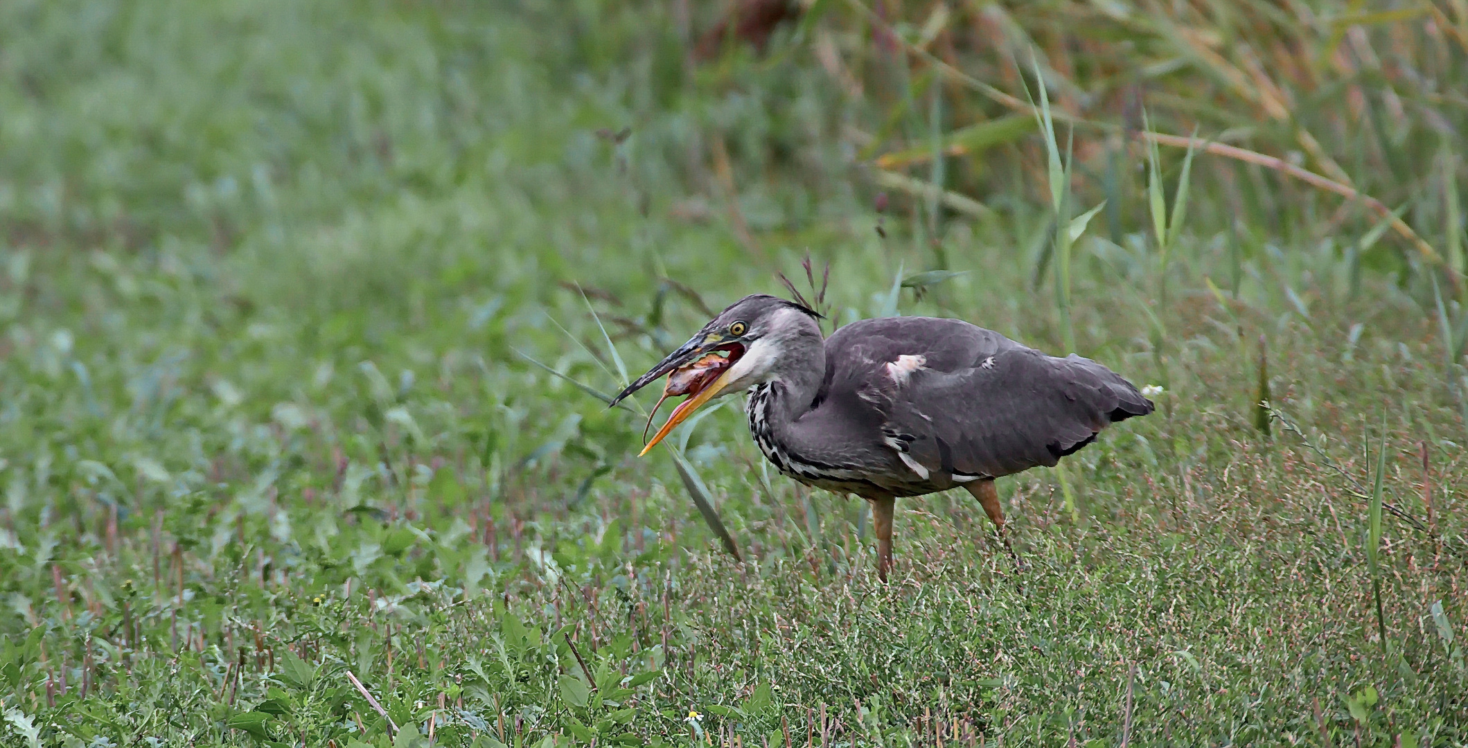 Reiher Foto & Bild | tiere, wildlife, wild lebende vögel Bilder auf ...