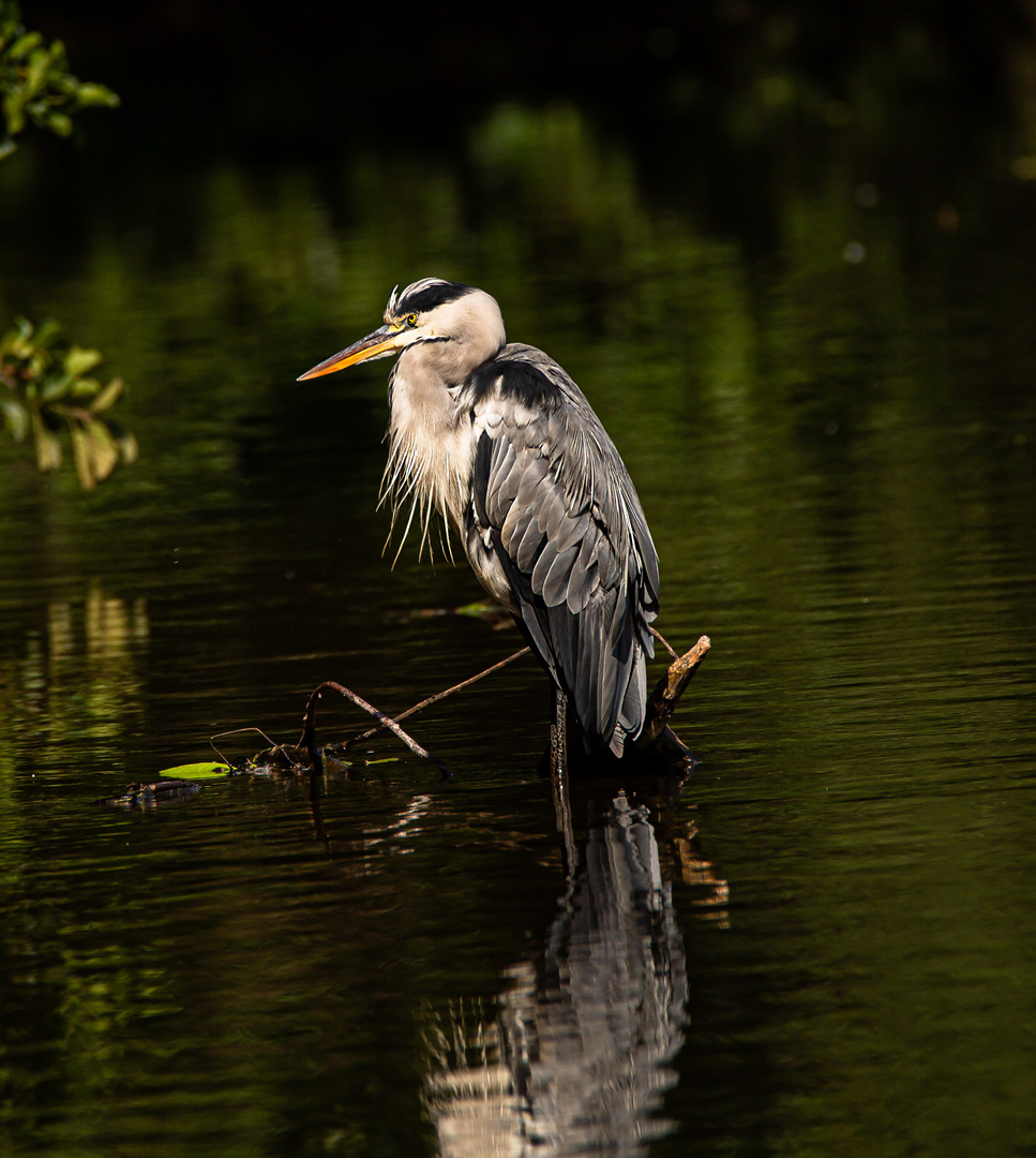 Reiher Foto & Bild | tiere, wildlife, wild lebende vögel Bilder auf ...