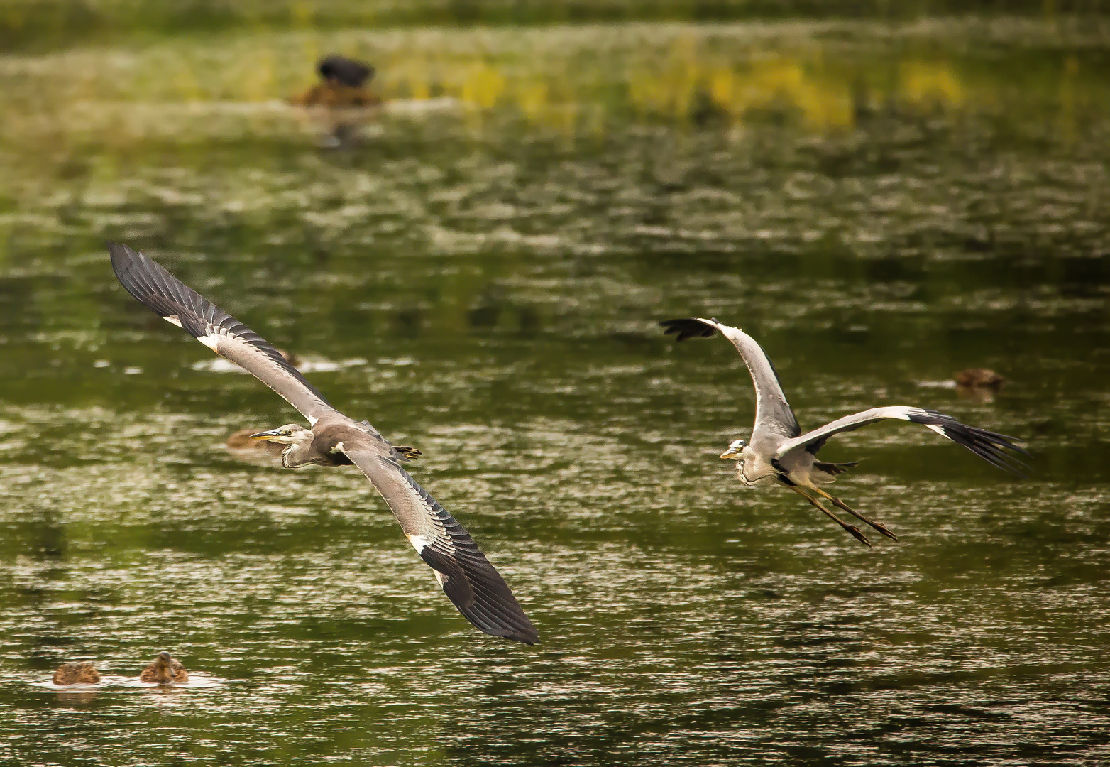 Reiher Foto & Bild | tiere, wildlife, wild lebende vögel Bilder auf ...