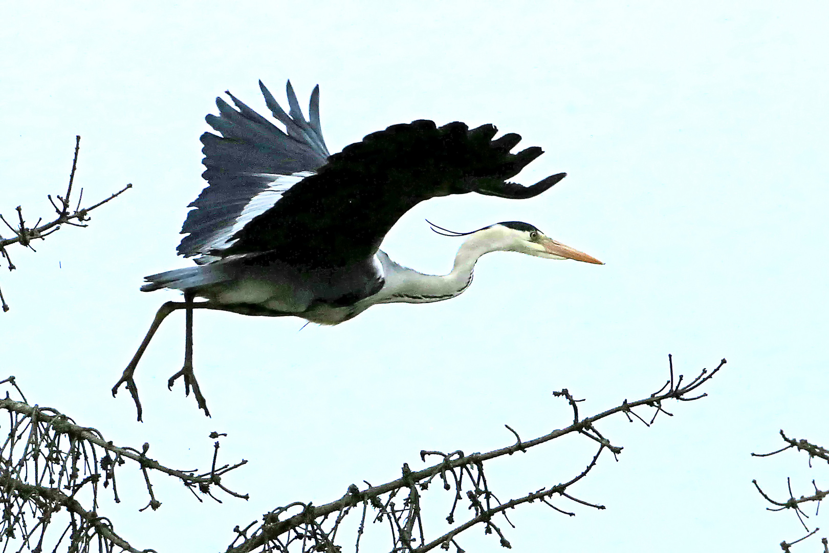 Reiher Foto & Bild | himmel, natur, vogel Bilder auf fotocommunity
