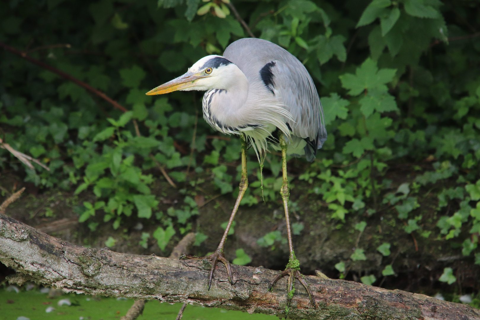 Reiher Foto & Bild | fotos, natur, tiere Bilder auf fotocommunity