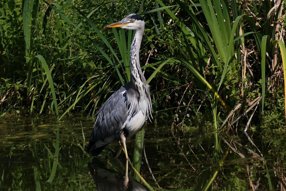 Reiher Foto And Bild Tiere Wildlife Wild Lebende Vögel Bilder Auf Fotocommunity