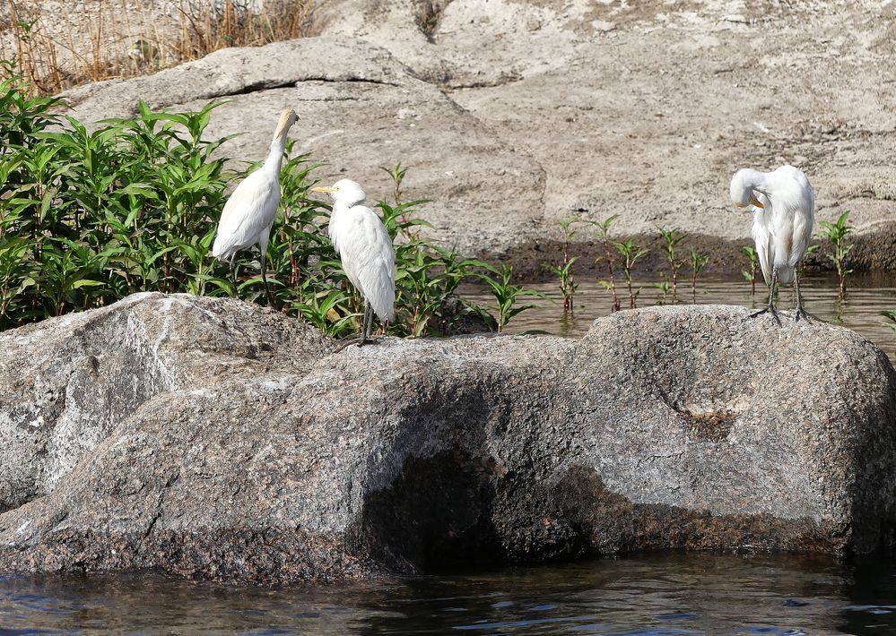 Reiher am Nil Foto & Bild | africa, egypt, north africa Bilder auf ...