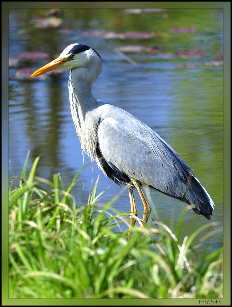 Reiher Am See Foto And Bild Tiere Wildlife Wild Lebende Vögel Bilder Auf Fotocommunity