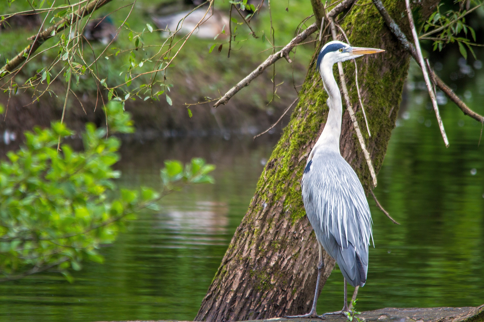 Reiher am Siegfall Foto & Bild | deutschland, europe, nordrhein ...