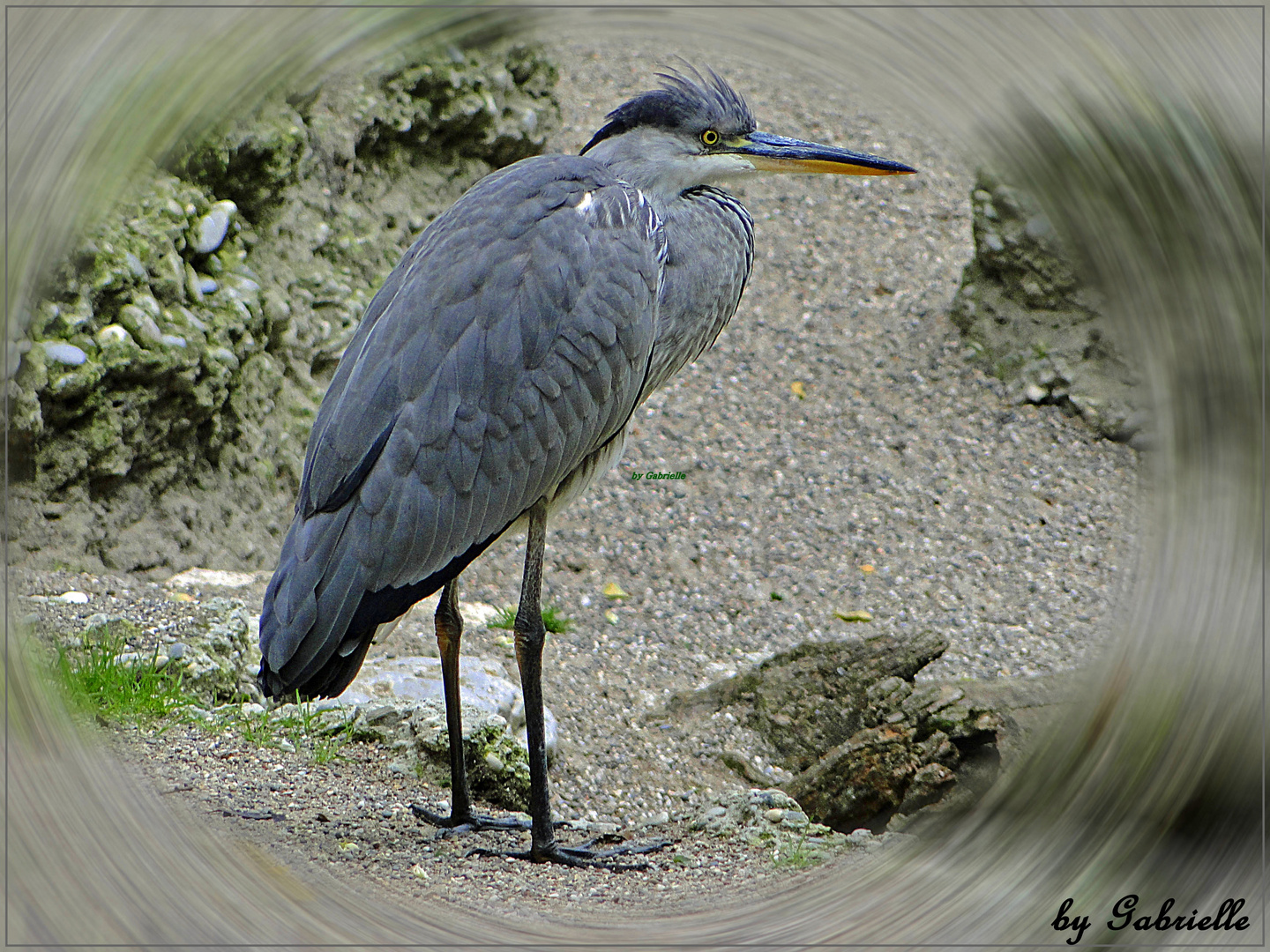 Reiher Foto & Bild | tiere, zoo, wildpark & falknerei, vögel Bilder auf ...