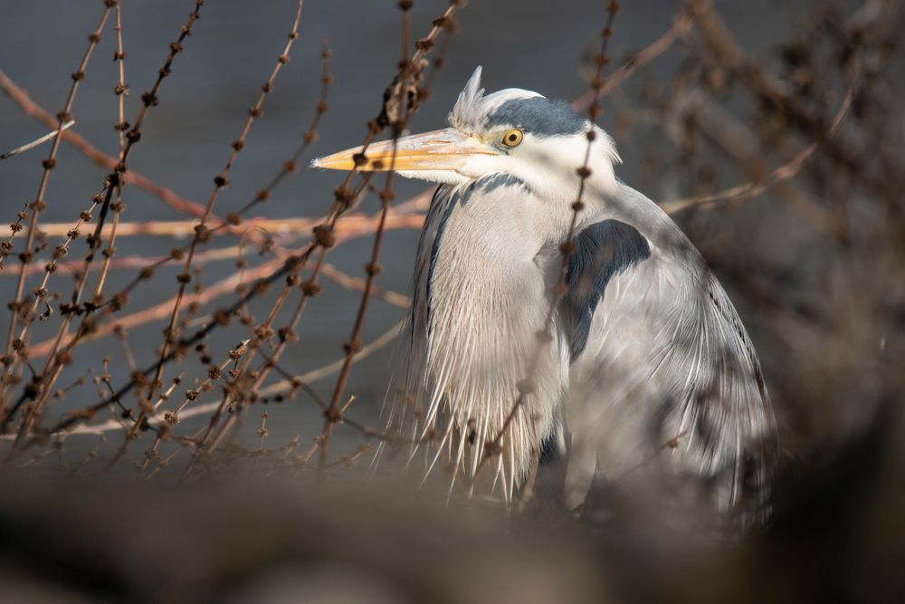 Reiher Foto & Bild | tiere, wildlife, wild lebende vögel Bilder auf ...