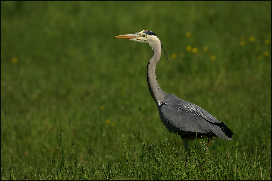 Reiher Foto & Bild | tiere, wildlife, wild lebende vögel Bilder auf ...