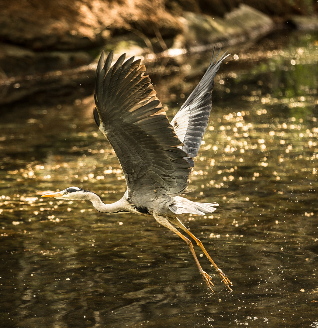 Reiher Foto & Bild | tiere, wildlife, wild lebende vögel Bilder auf ...