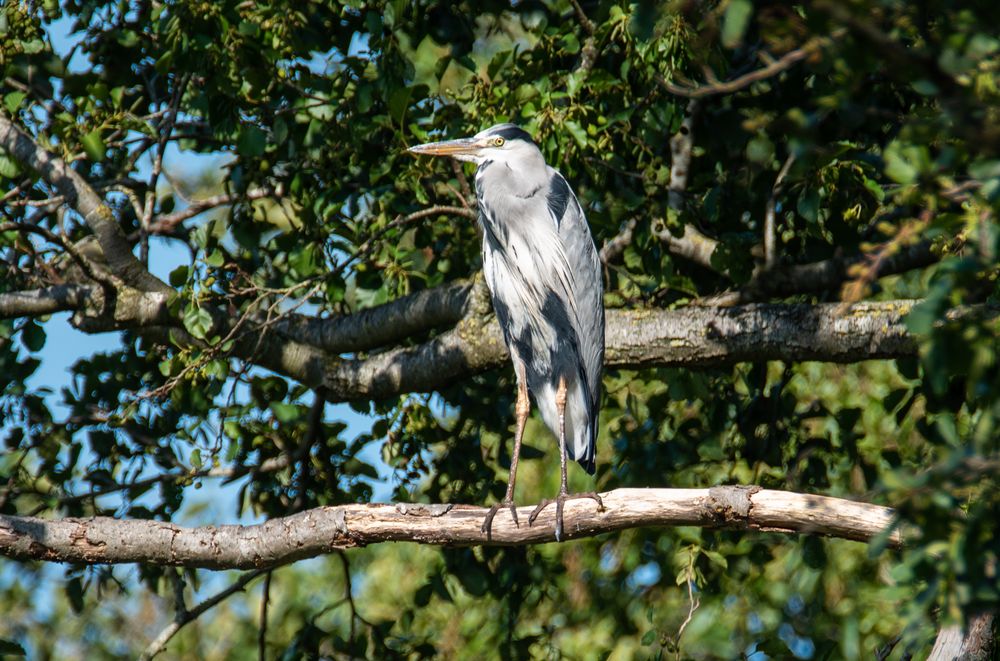 Reiher Foto & Bild | tiere, wildlife, wild lebende vögel Bilder auf ...