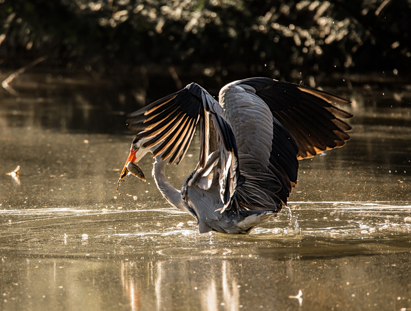 Reiher Foto & Bild | tiere, wildlife, wild lebende vögel Bilder auf ...