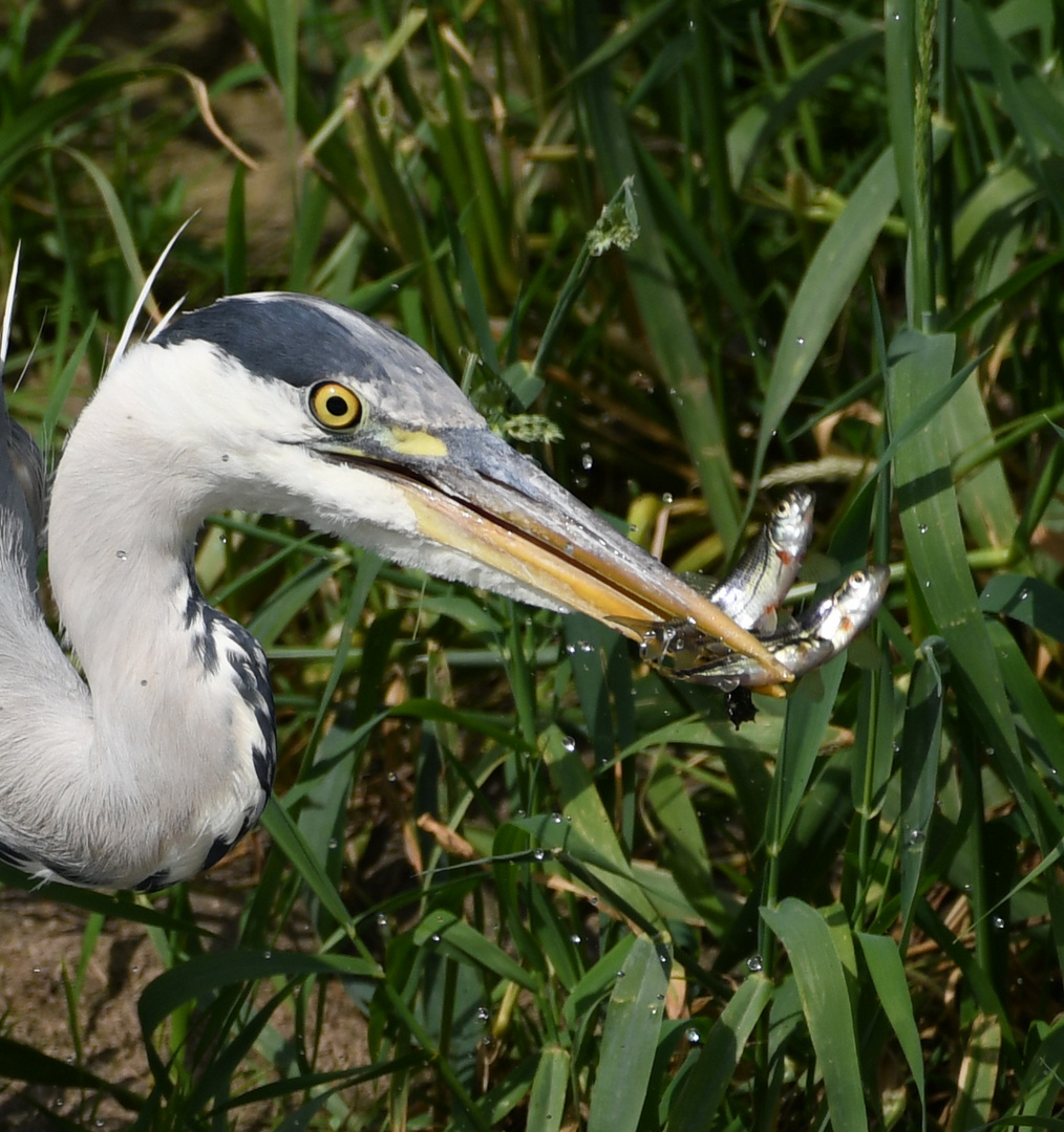 Reiher fängt 2 Fische Foto & Bild | natur Bilder auf fotocommunity