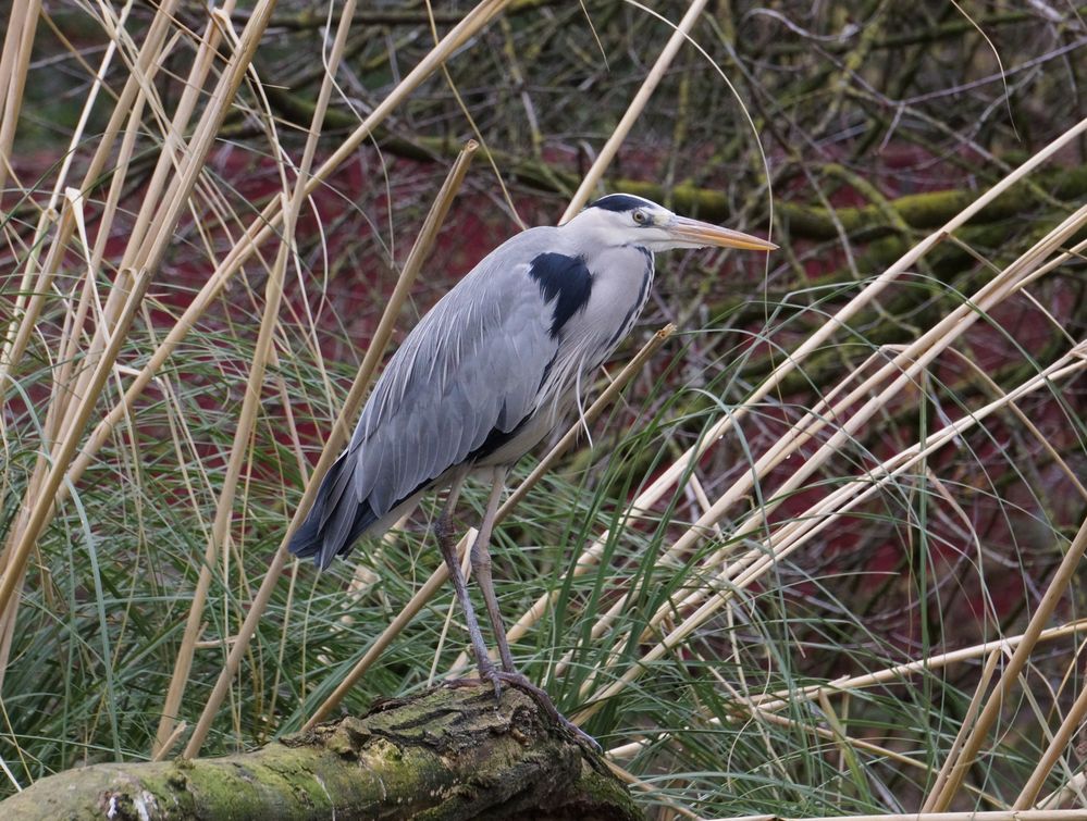 Reiher Foto & Bild | natur, vogel, zoo Bilder auf fotocommunity